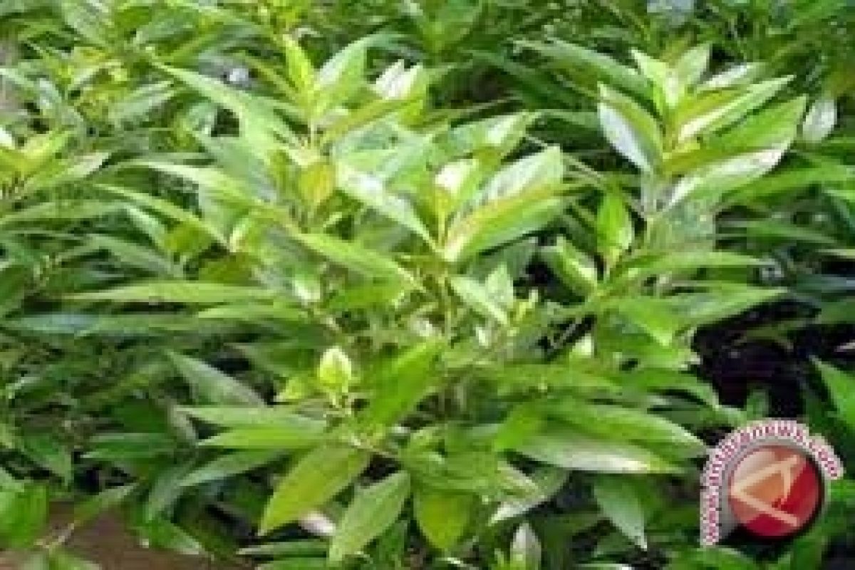 Pil KB pria dari Gandarusa segera diproduksi - ANTARA News Yogyakarta ...