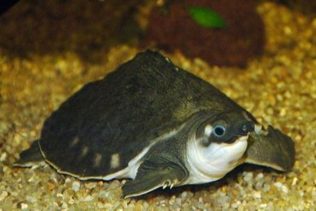 Kura-kura Moncong Babi tersebar di selatan Papua - ANTARA News Papua