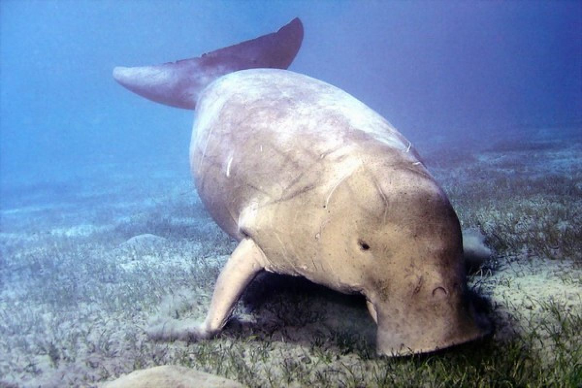 Dugong Habitat