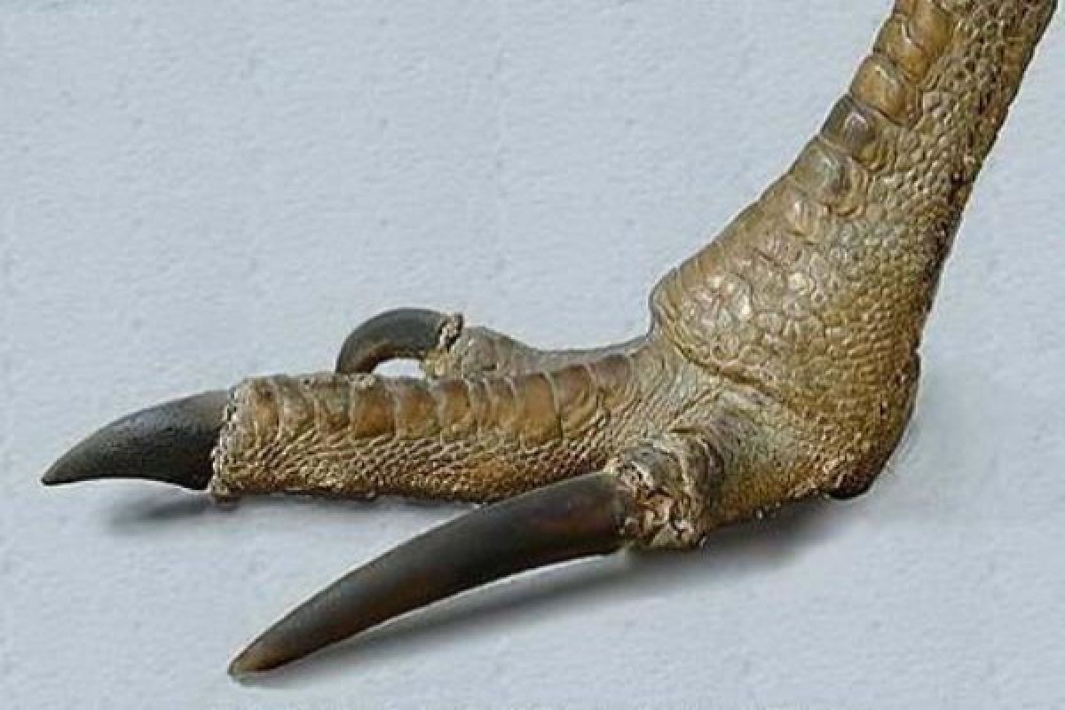 Bea Cukai Merauke tahan kulit kaki Kasuari asal PNG - ANTARA News Papua