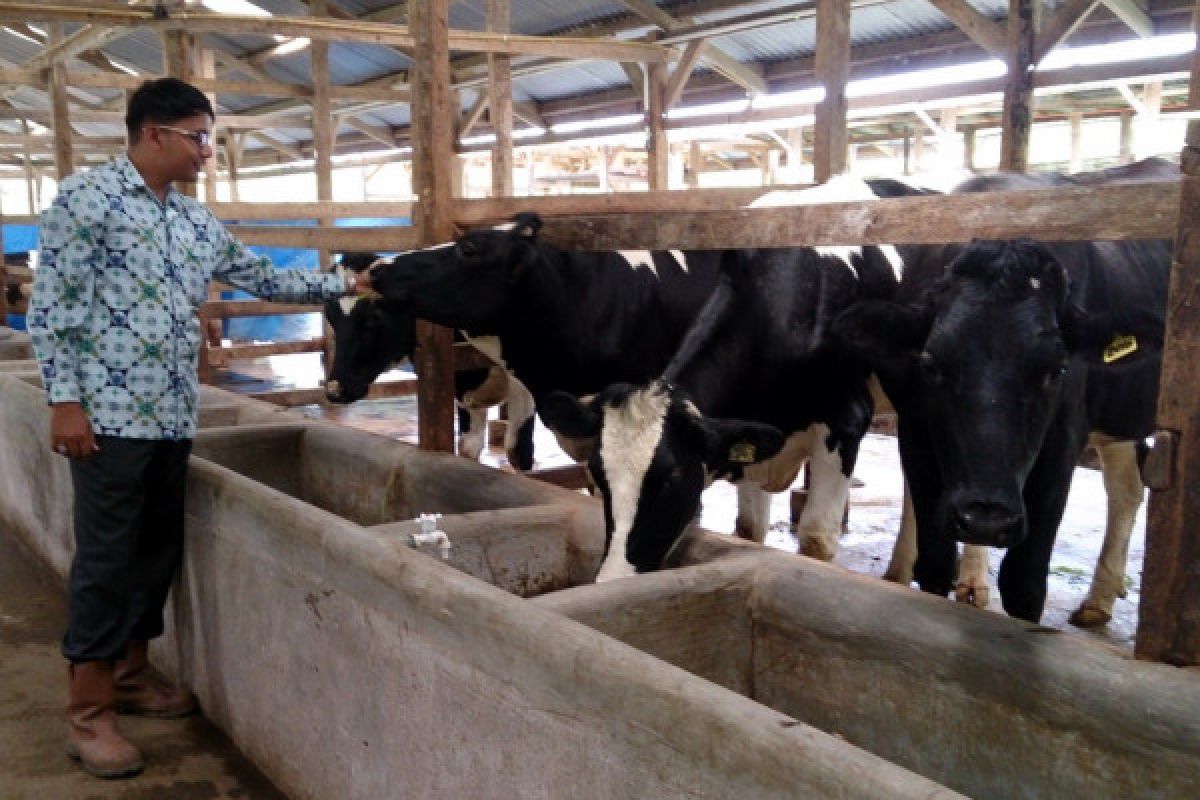 Rearing Unit Padang Panjang jaga kualitas dan kuantitas susu sapi perah ...