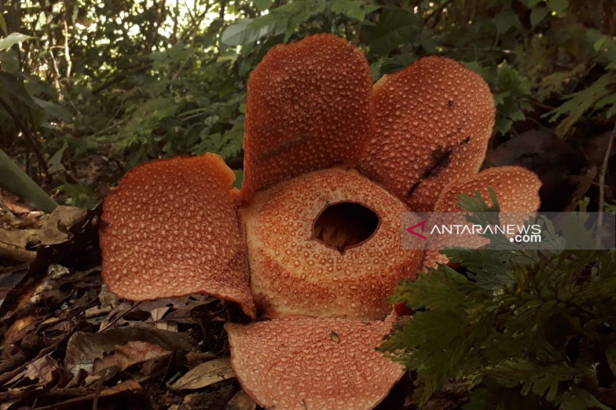 Bunga Rafflesia ditemukan mekar di Taman Wisata Alam Seblat Bengkulu ...
