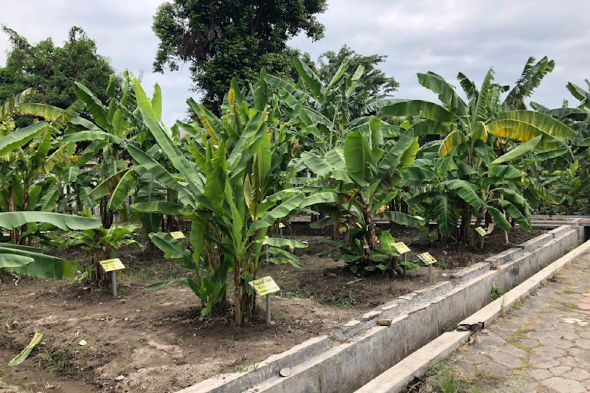 Kebun plasma nutfah pisang Yogyakarta ditata dari sisi selatan - ANTARA ...