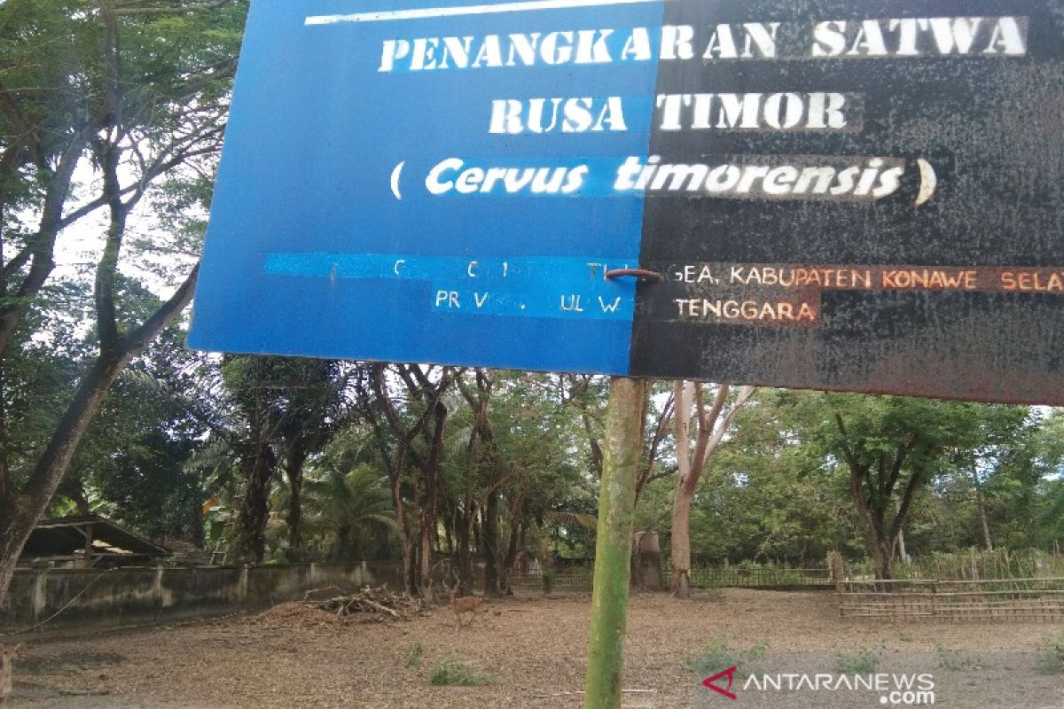 Taman Nasional Rawa Aopa membuat penangkaran pertahankan populasi rusa ...