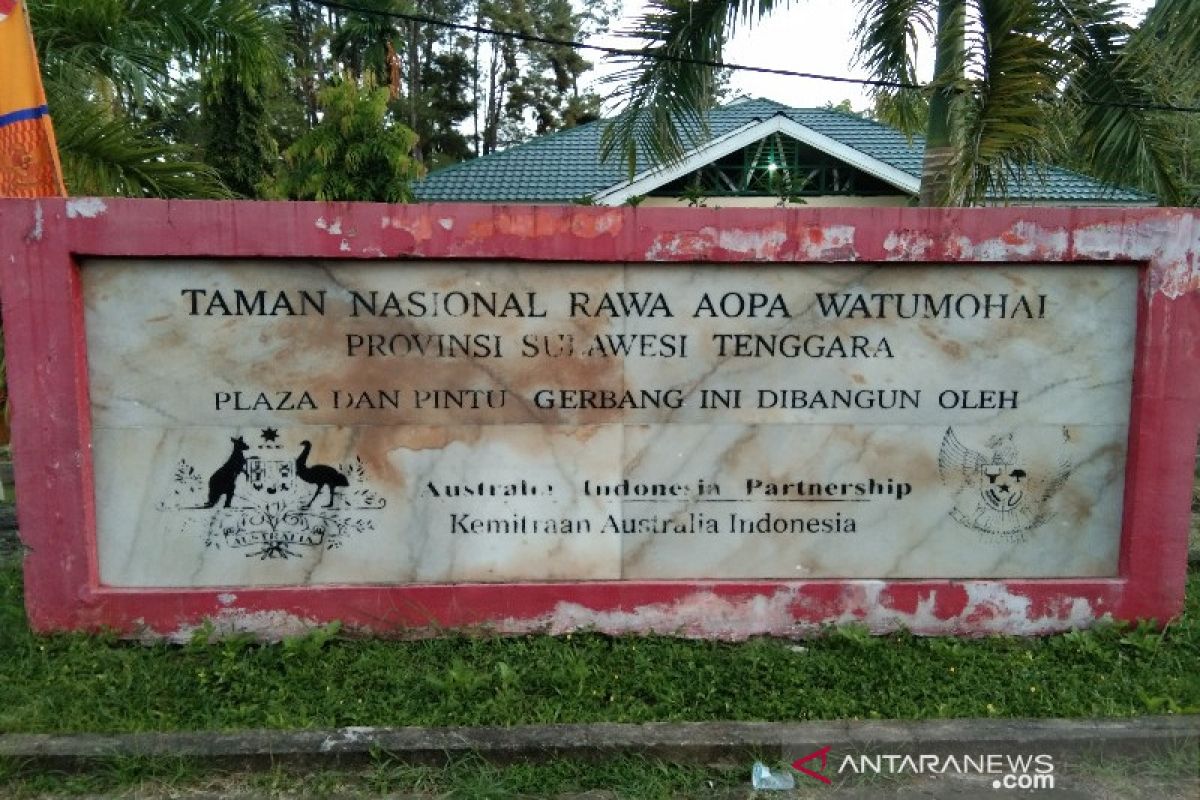 Sebanyak 19 ekor Anoa ada di Taman Nasional Rawa Aopa Konawe Selatan ...