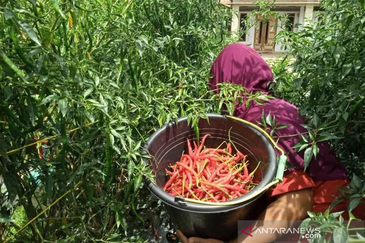 Petani cabai di Alahan Panjang Kabupaten Solok bergairah, harga naik ...