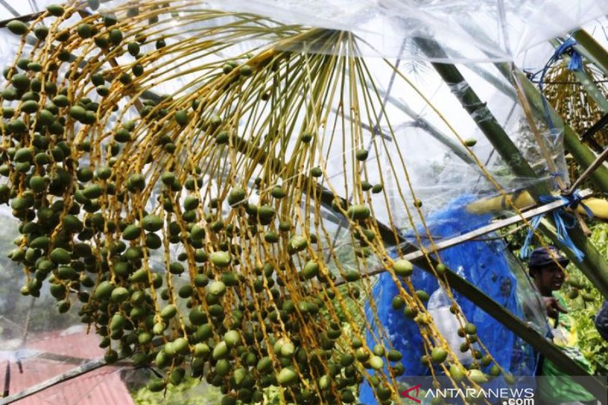 Budi Daya Kurma Barhee - ANTARA News Papua