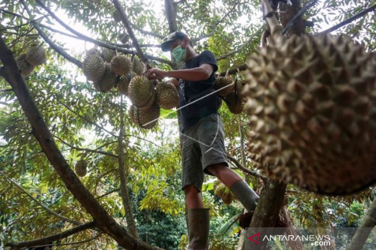 Panen Buah Durian - ANTARA News Papua