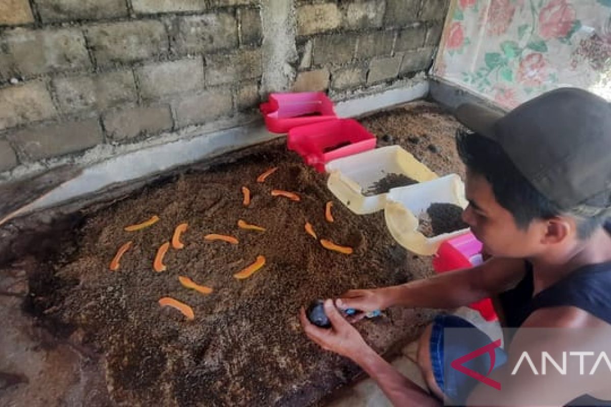 Warga Dharmasraya kembangkan budidaya maggot bernilai ekonomi - ANTARA ...