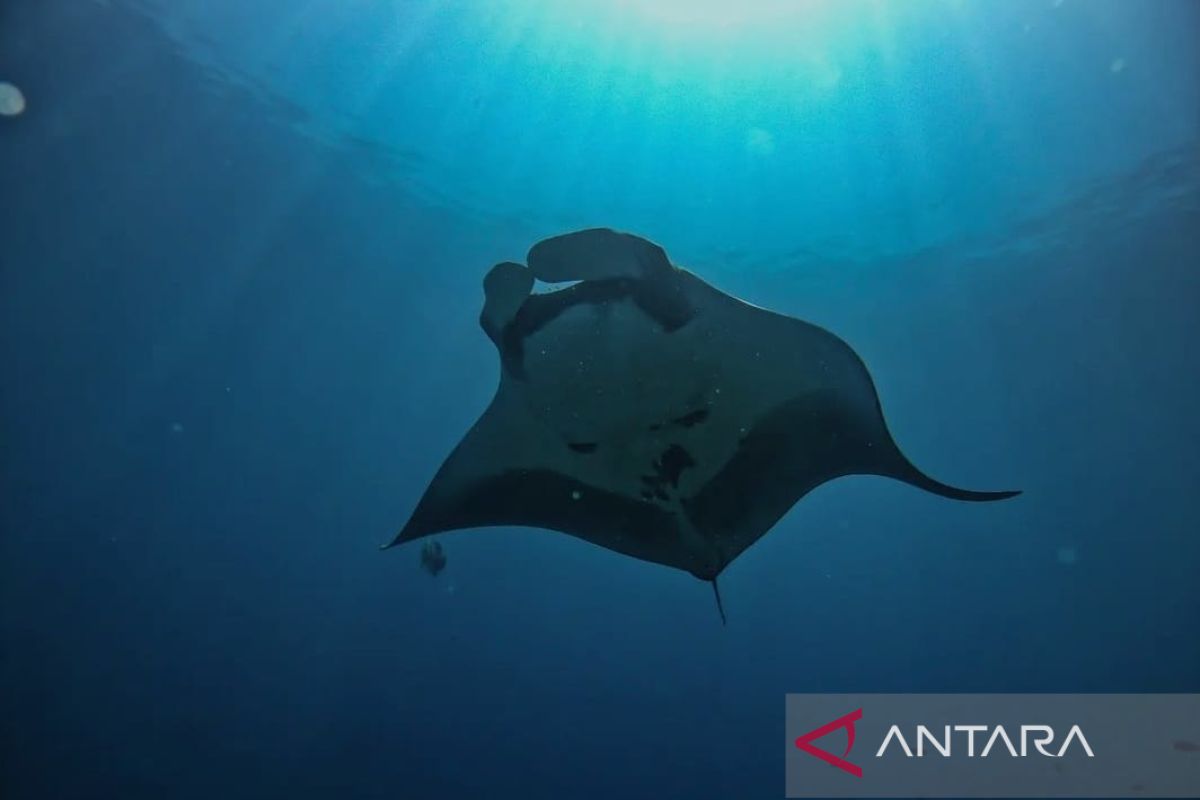 Mengagumkan, pari manta dunia ada di Waya Raja Ampat - ANTARA News ...