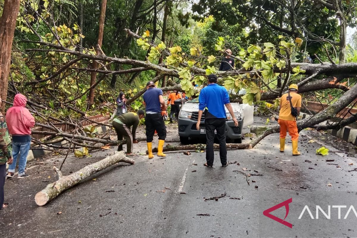 Mobil Bulog tertimpa pohon tumbang akibat angin kencang di Bukittinggi - ANTARA Sumbar