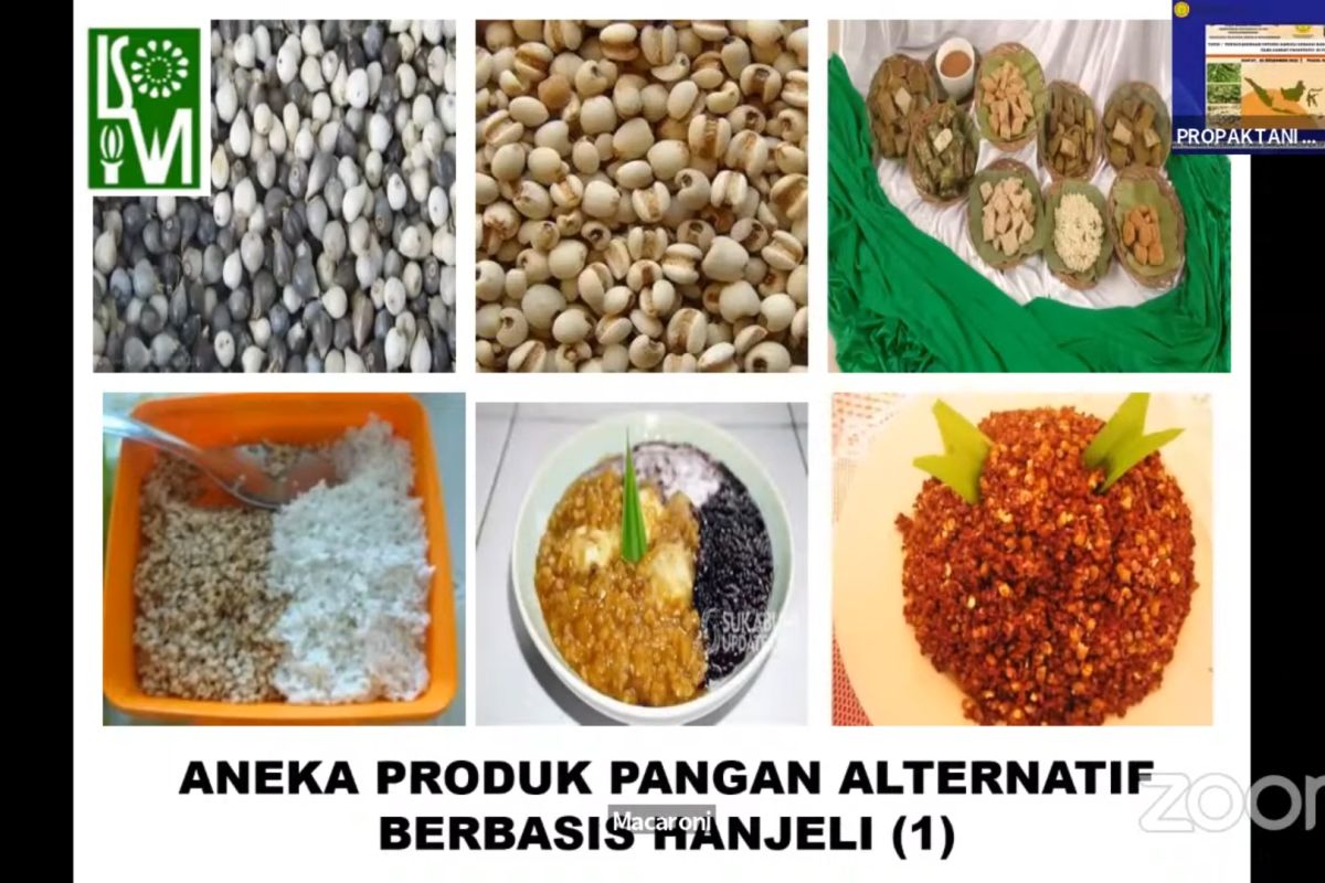 Hanjeli tanaman pangan pengganti beras bergizi tinggi - ANTARA News ...