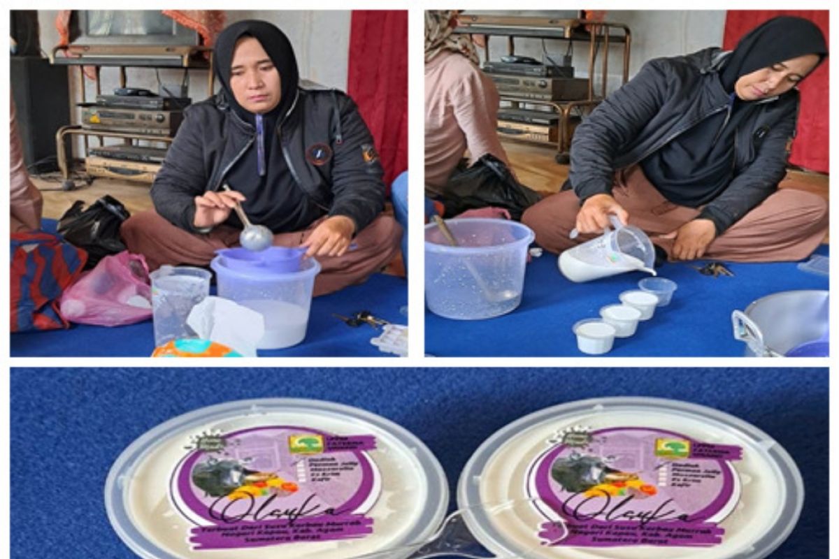 PKM Faterna Unand -- Dadiah Susu Kerbau Murrah dengan Cup Plastik Guna ...