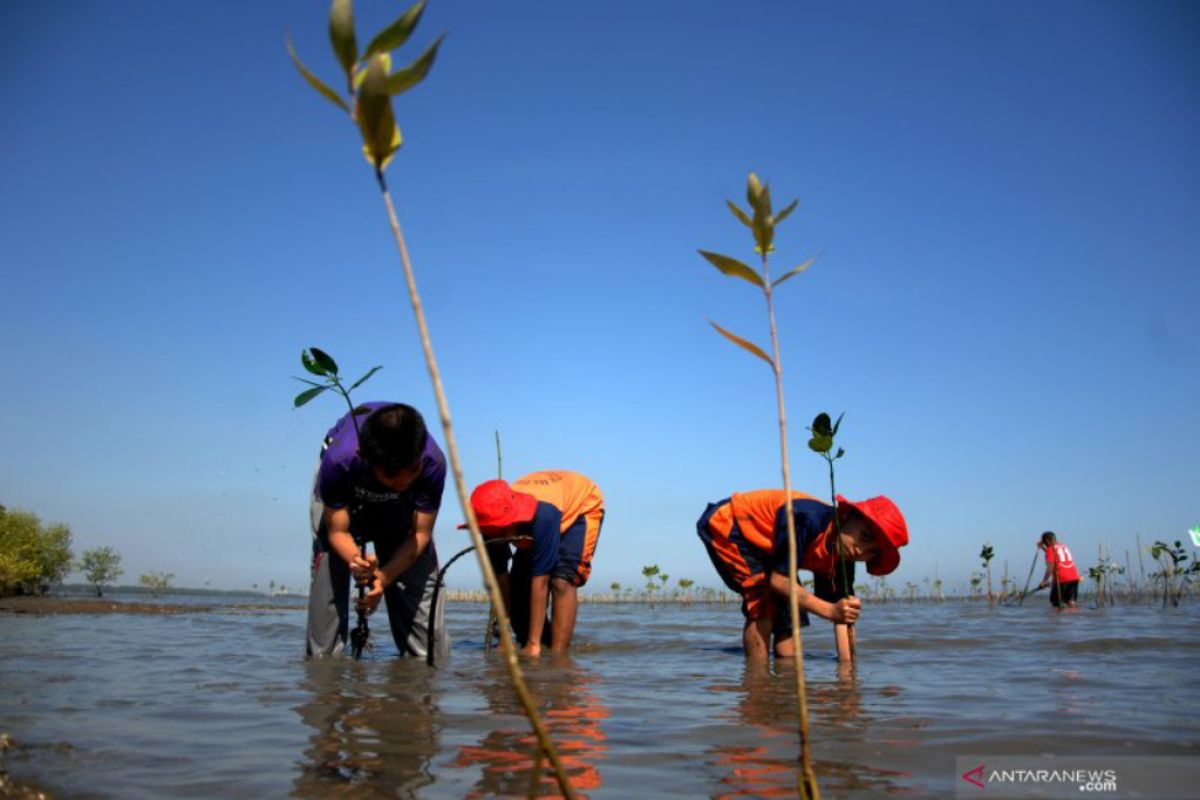 BRGM mempercepat rehabilitasi mangrove hambat pengikisan daratan ...