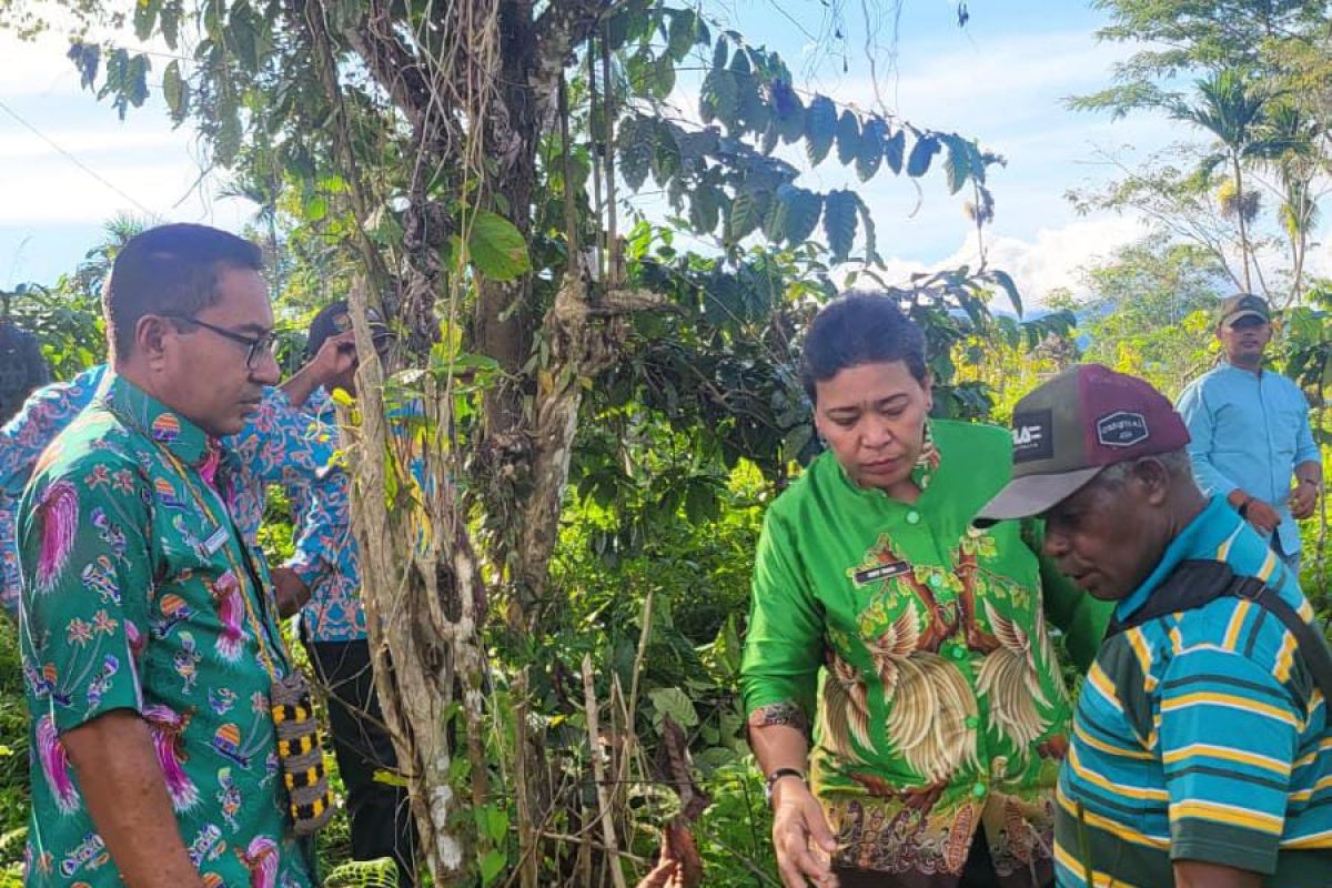 Pemkab Yapen: Lima kampung distrik Kosiwo jadi lokasi agrowisata ... Pemkab Yapen: Lima kampung distrik Kosiwo jadi lokasi agrowisata ...