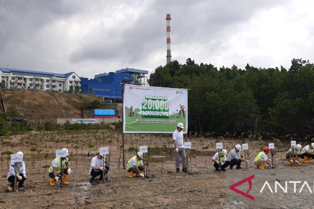 PT DSSP Power Kendari tanam 20.000 mangrove peringati Hari Mangrove ...