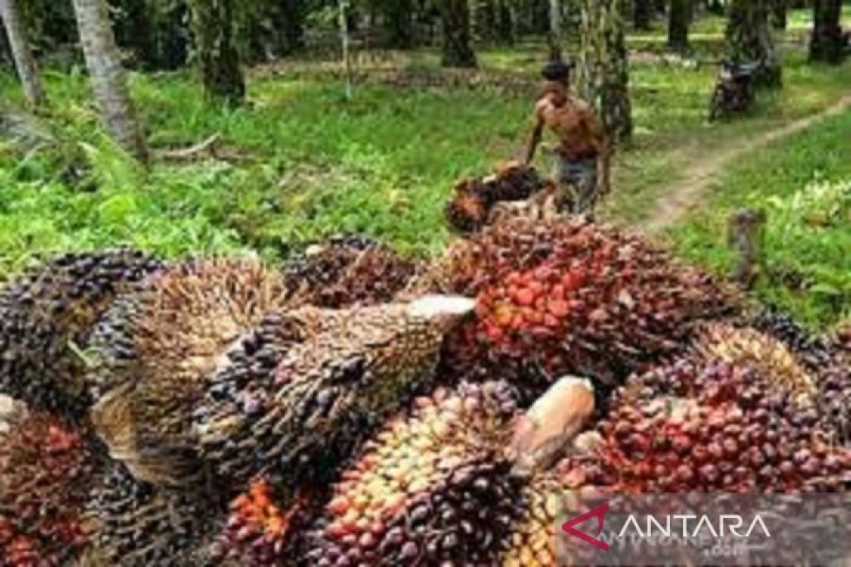 Harga TBS sawit di Sulawesi Tenggara bervariasi Rp1.700-Rp2.000 per kg ...
