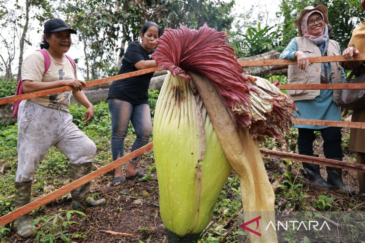 Promosi wisata edukasi "Bunga Bangkai" dongkrak kunjungan turis ...