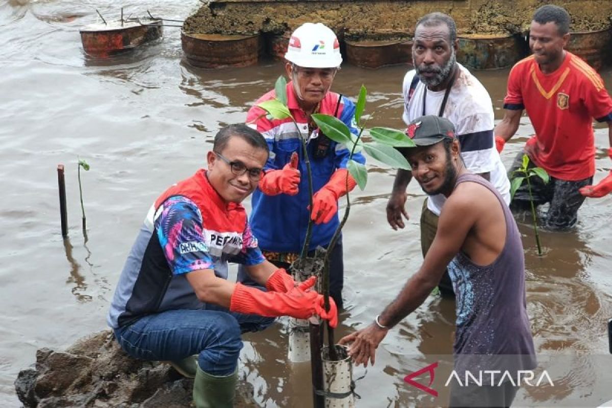 PT Pertamina Papua tanam 3.000 pohon mangrove di Terminal BBM Jayapura ...