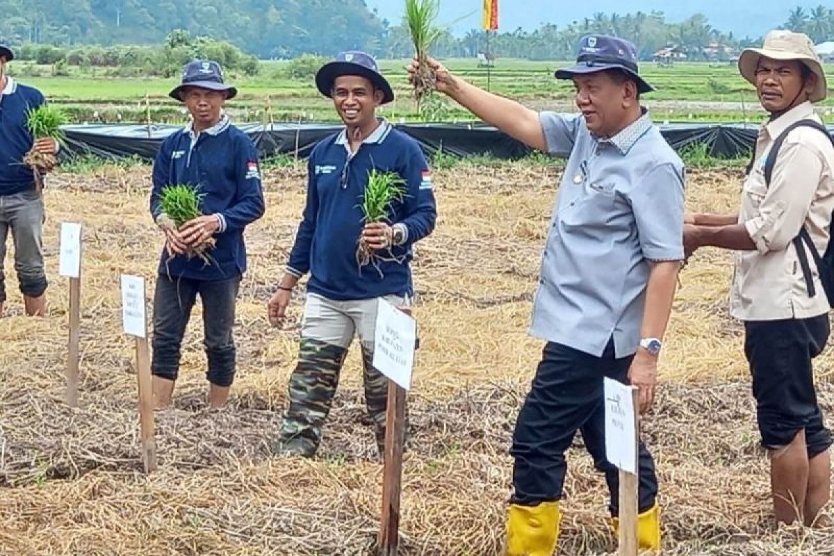 Pesisir Selatan menjadi penyumbang padi terbesar di Sumatera Barat pada ...