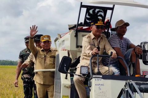 Panen raya di Kapuas, Gubernur Kalteng ajak milenial tak malu bertani
