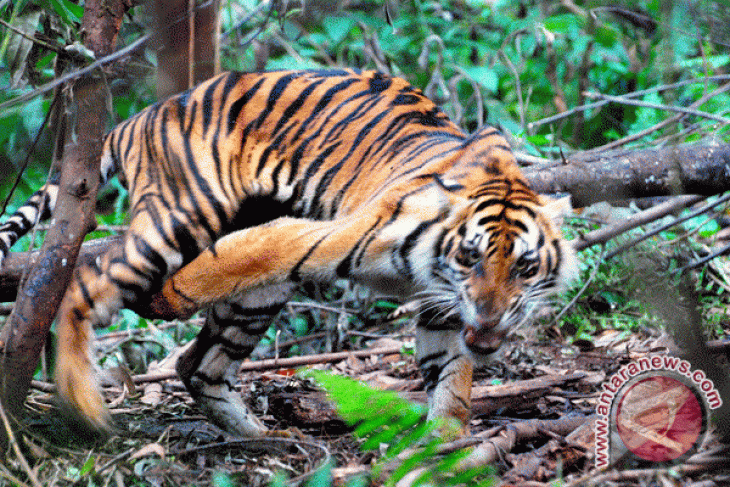 Sumatran tiger poaching remains high - ANTARA News