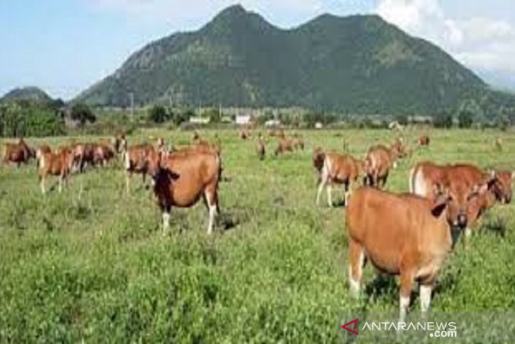 Populasi ternak sapi di Sultra mencapai 419 ribu ekor - ANTARA News ...