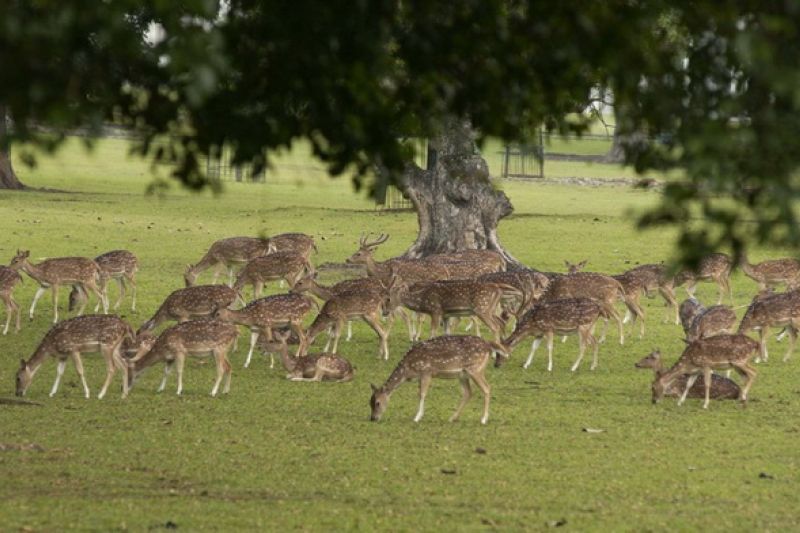 Rusa Marak Diburu, Harimau Lapar Masuk Kampung - ANTARA News