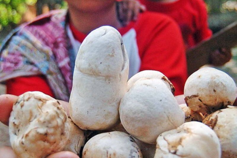 Jamur Raksasa Gegerkan Warga - ANTARA News