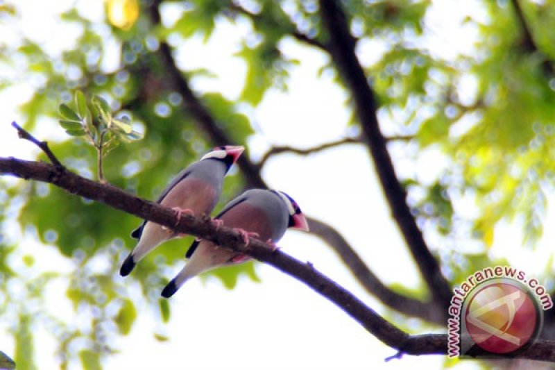 Gelatik Jawa - ANTARA News