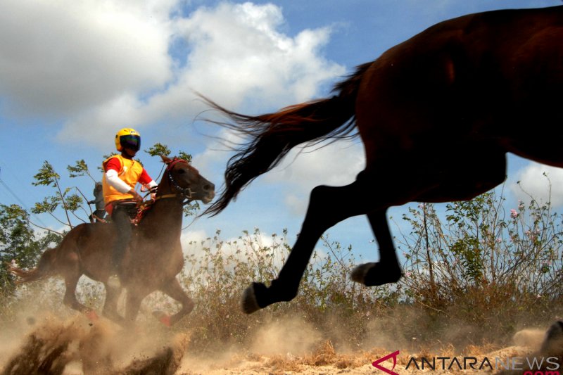 Pacuan Kuda Tradisional - ANTARA News