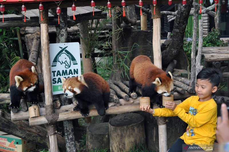 Wisata Istana Panda TSI - ANTARA News