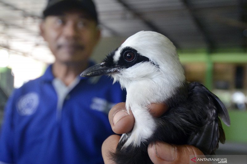 Kasus penyelundupan satwa dilindungi - ANTARA News