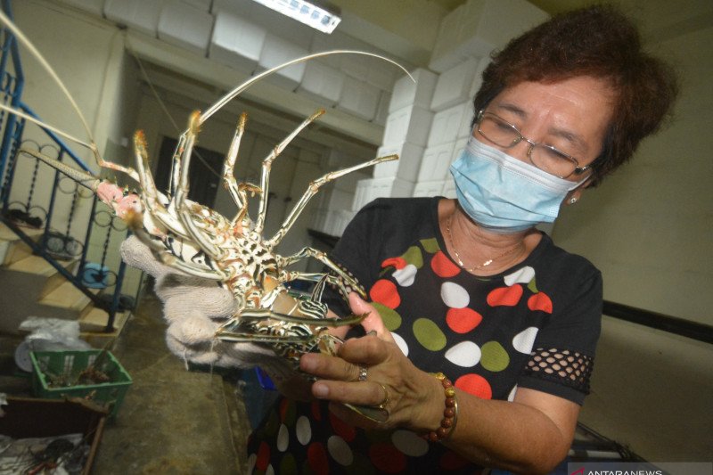 Lobster kualitas ekspor dari Mentawai - ANTARA News