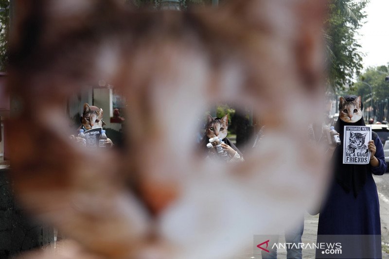 Aksi peduli kucing jalanan - ANTARA News