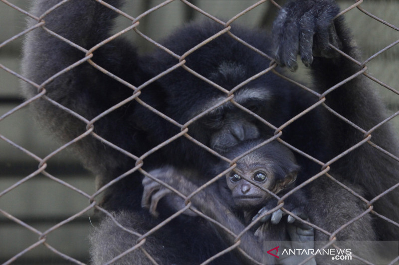 Satwa dilindungi Owa Kalimantan - ANTARA News