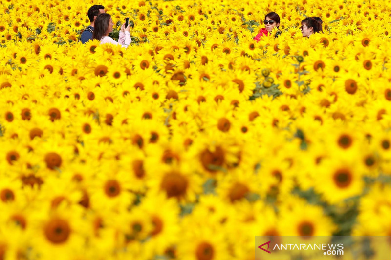 Pesona wisata kebun Bunga Matahari di Inggris - ANTARA News