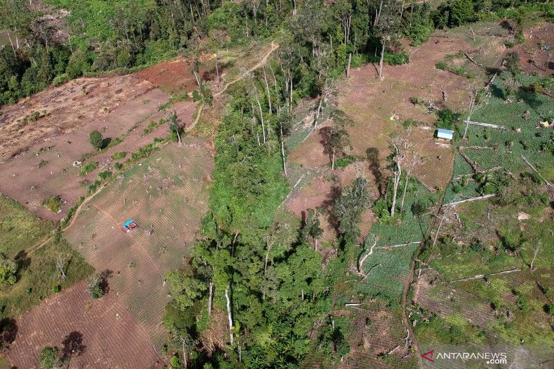 Perambahan hutan di kawasan Taman Nasional Kerinci Seblat - ANTARA News