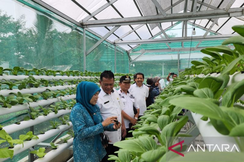 Sinar Mas Land kembangkan petani lokal lewat program kemitraan - ANTARA ...