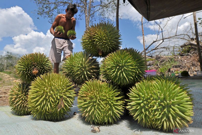 Musim durian hutan di Jambi - ANTARA News