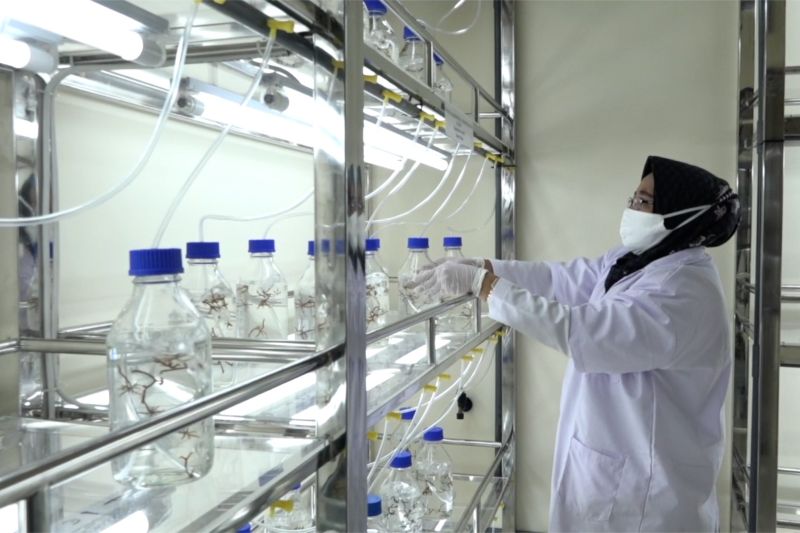 tunjuk.id - Intip proses pembuatan rumput laut di Lab Kultur Jaringan WakatobI