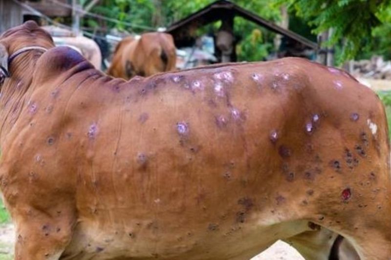 Korsel catat kasus pertama LSD pada sapi tahun ini - tribunmerdeka.net