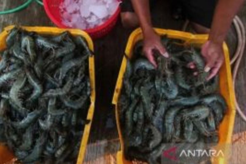 Kaltim ekspor ratusan ton udang windu ke pasar global - ANTARA News