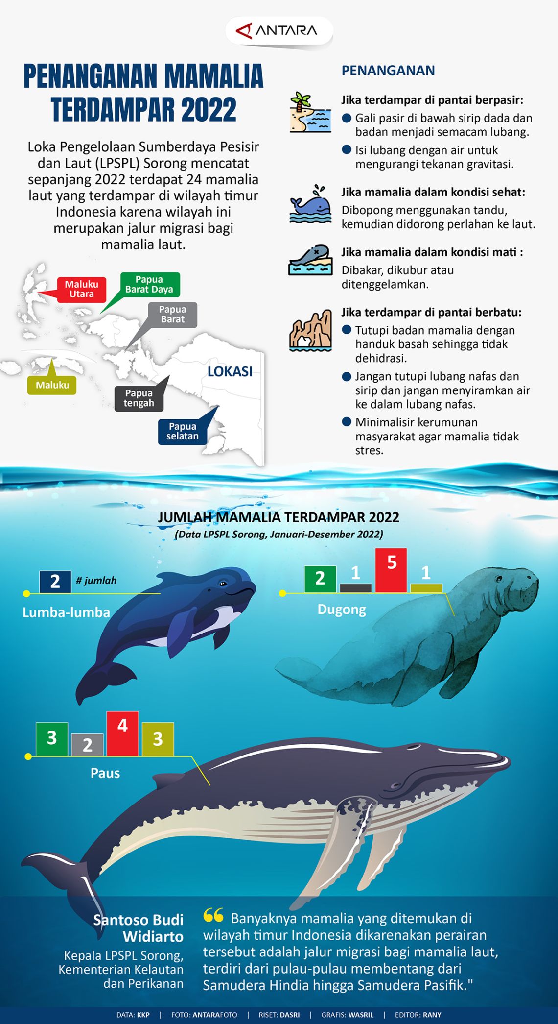 Penanganan mamalia terdampar 2022 - Infografik ANTARA News Penanganan mamalia terdampar 2022 - Infografik ANTARA News